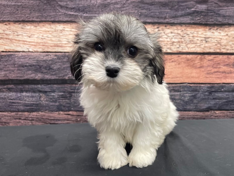 Havanese Puppy Gold ID:24130 Located at Petland Las Vegas, Nevada