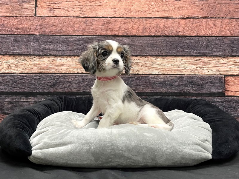 Cavalier King Charles Spaniel Puppy White / Blue Merle ID:24168 Located ...
