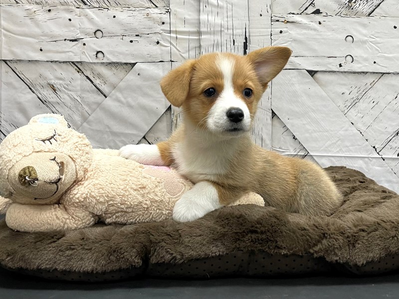 Pembroke Welsh Corgi Puppy Sable / White ID:24209 Located at Petland ...