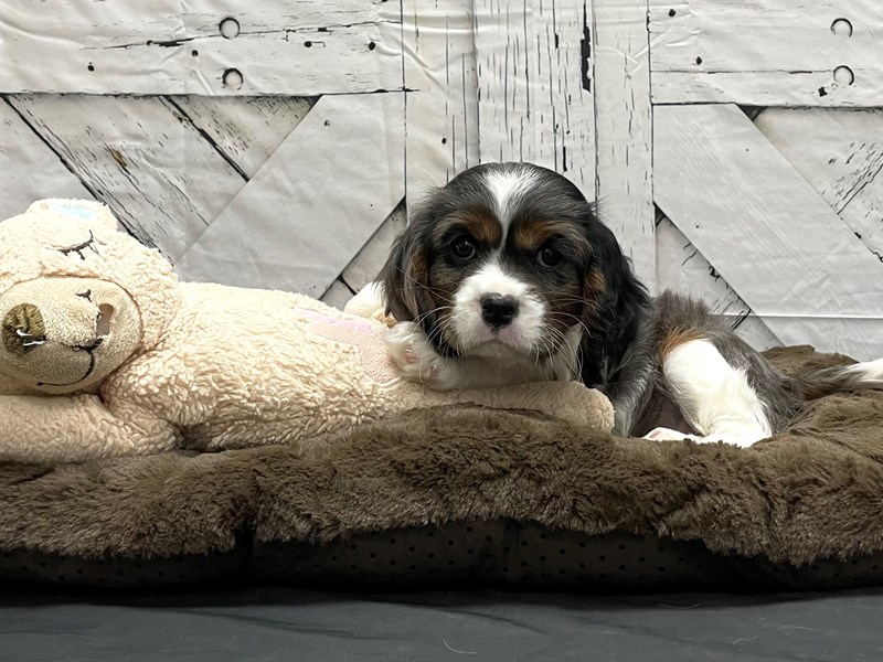 Cavalier King Charles Spaniel Puppy Blue Merle White / Tan ID:24195 ...