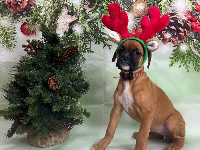 Boxer-DOG-Female-Fawn-3416604-Petland Las Vegas, Nevada