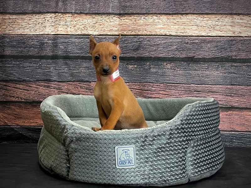 Miniature Pinscher Puppy Red ID:24408 Located at Petland Las Vegas, Nevada