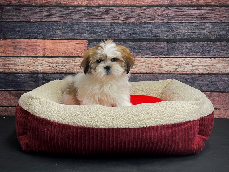 Lhasa Apso Puppy Red ID:24460 Located at Petland Las Vegas, Nevada