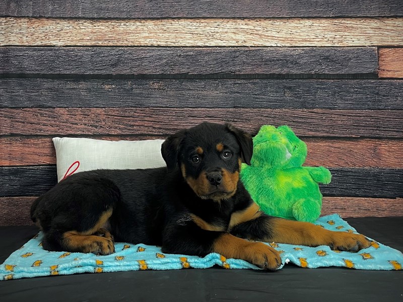 Rottweiler Puppy Black and Rust ID:24614 Located at Petland Las Vegas ...
