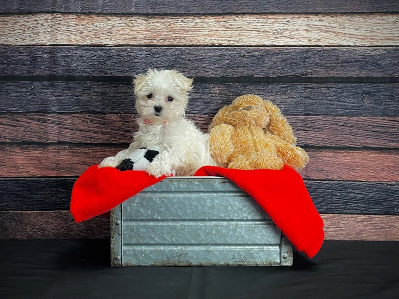 Maltese Puppy White ID:24647 Located at Petland Las Vegas, Nevada