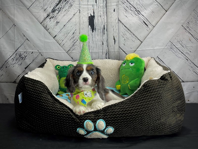 Cavalier King Charles Spaniel Puppy Blue Merle White / Tan ID:24727 ...