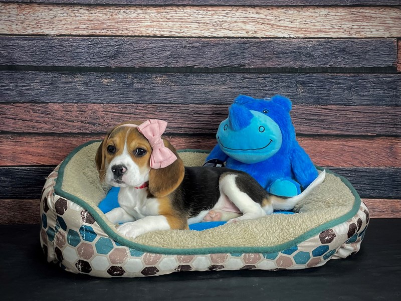 Beagle Puppy Black Fawn and White ID:24764 Located at Petland Las Vegas ...