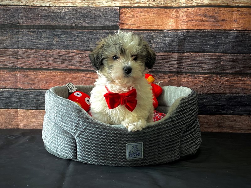 Havanese Puppy Silver Sable ID:24817 Located at Petland Las Vegas, Nevada