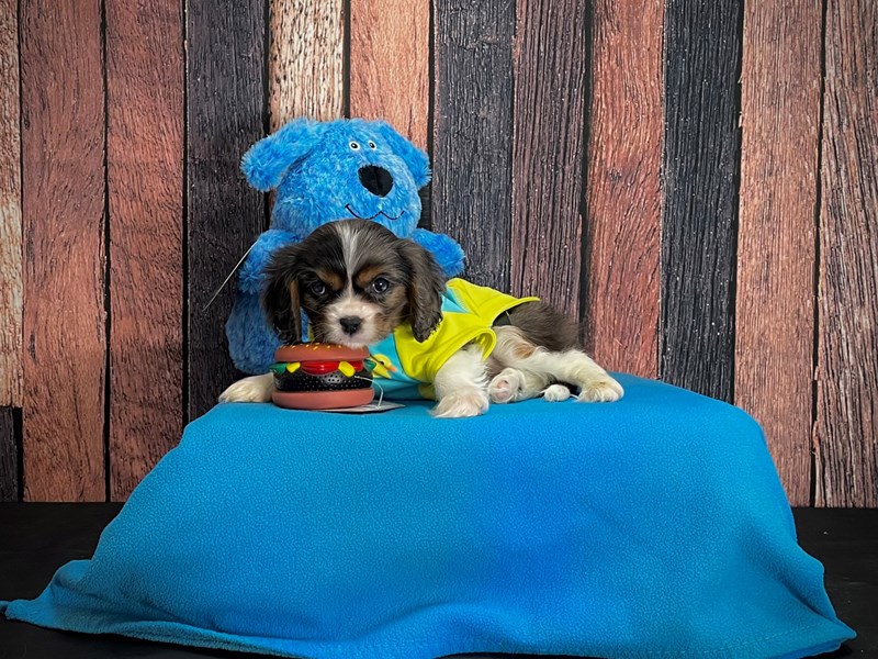 Cavalier King Charles Spaniel Puppy Blue Merle / Tan ID:24964 Located ...