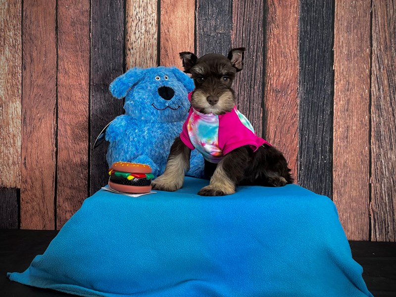 Miniature Schnauzer Puppy Liver / Tan ID:24967 Located at Petland Las ...