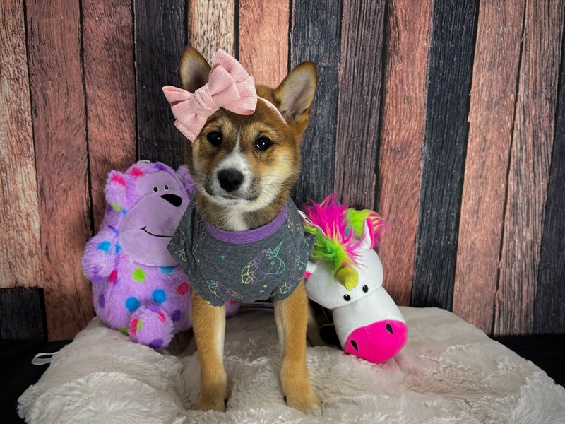 Shiba Inu Puppy Red Sable ID:25048 Located at Petland Las Vegas, Nevada