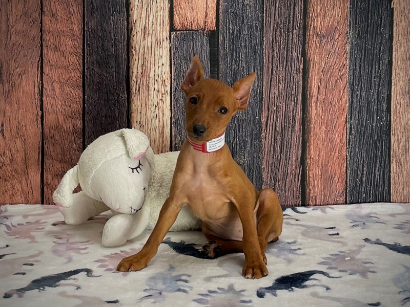 Miniature Pinscher Puppy Red ID:25219 Located at Petland Las Vegas, Nevada