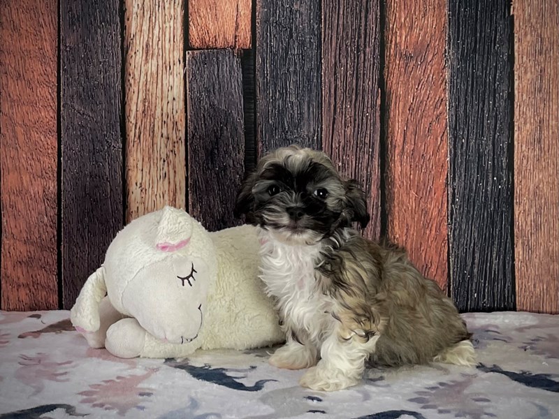 Havanese Puppy Gold ID:25214 Located at Petland Las Vegas, Nevada