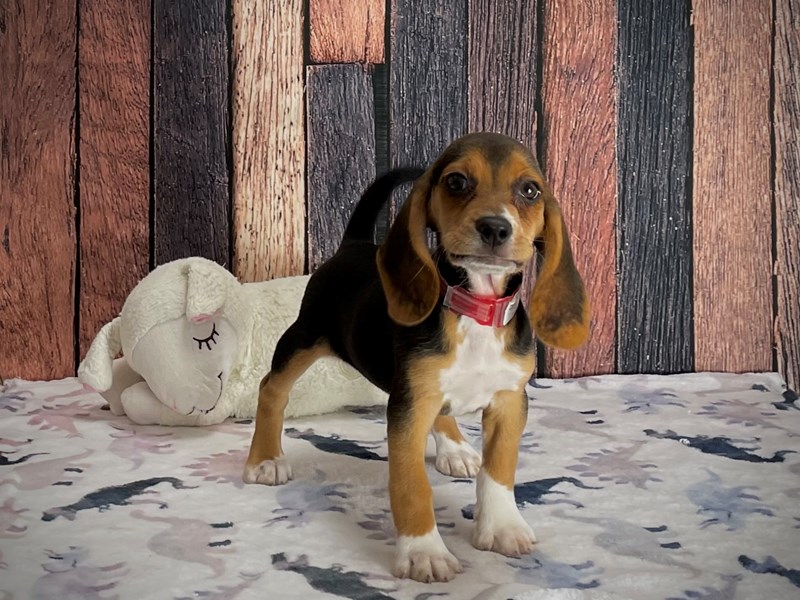 Beagle Puppy Black Tan and White ID:25208 Located at Petland Las Vegas ...