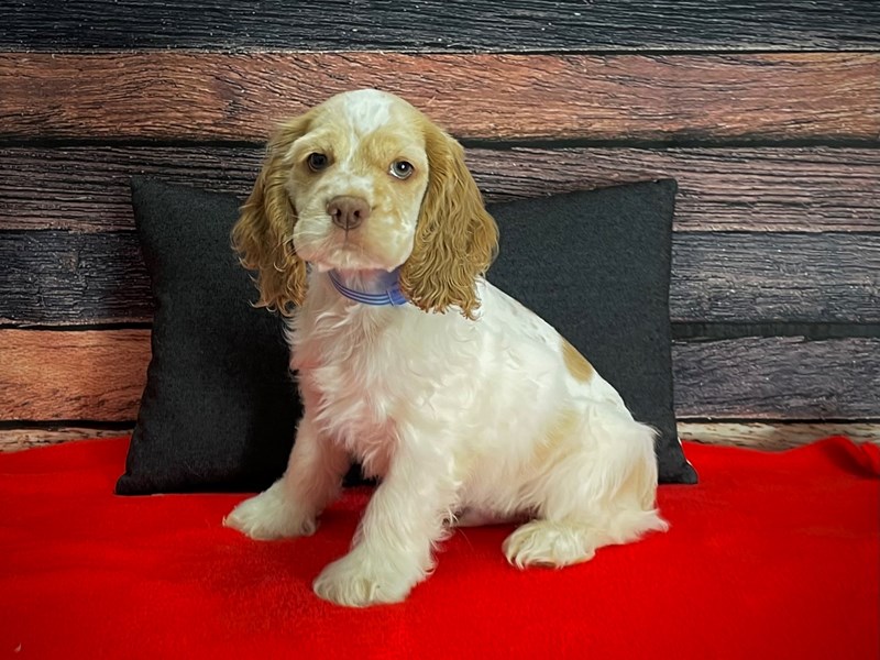 Cocker Spaniel Puppy Buff and White ID:25241 Located at Petland Las ...