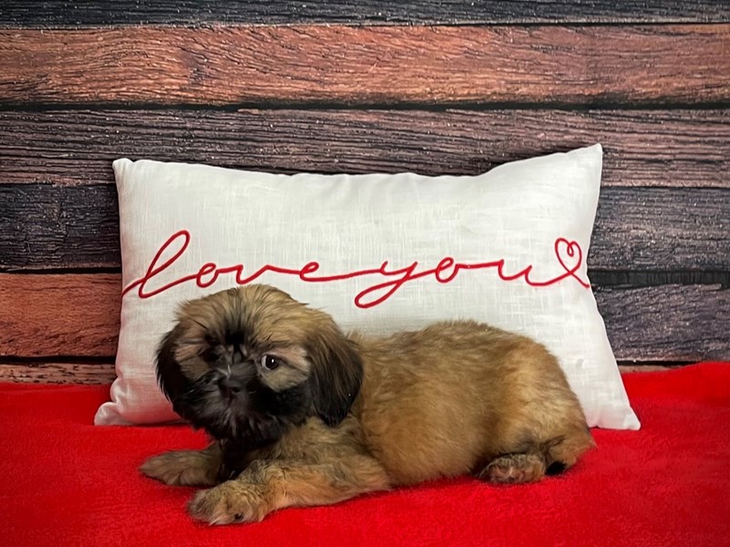 Shih Tzu Puppy Gold ID:25260 Located at Petland Las Vegas, Nevada