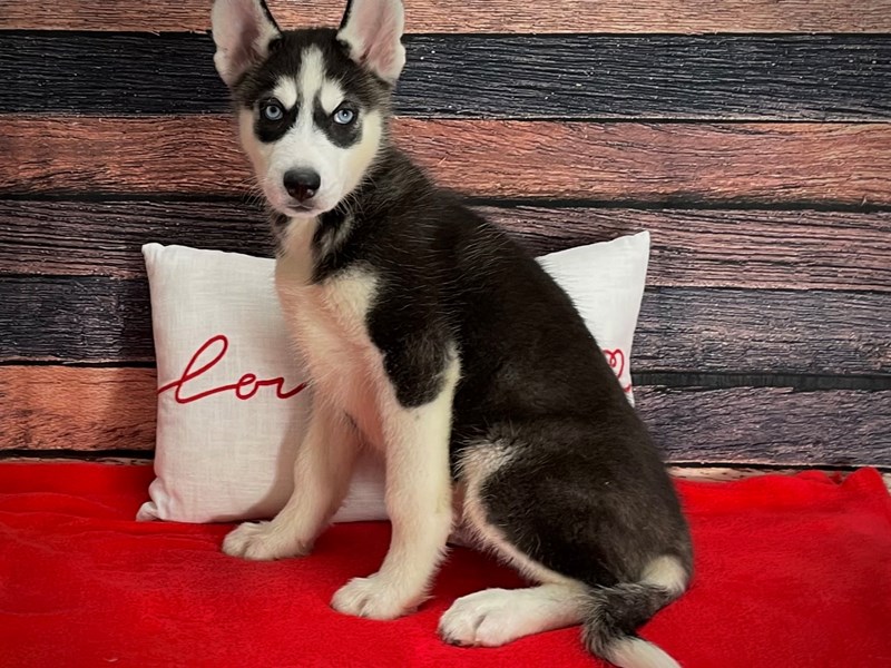 Siberian Husky Small Animal Black / White ID:25247 Located at Petland ...