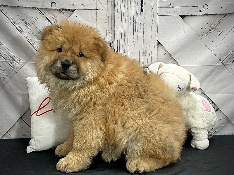 Chow Chow Puppy Cinnamon ID:25278 Located at Petland Las Vegas, Nevada