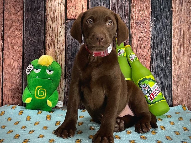 Labrador Retriever Small Animal Chocolate ID:25352 Located at Petland ...