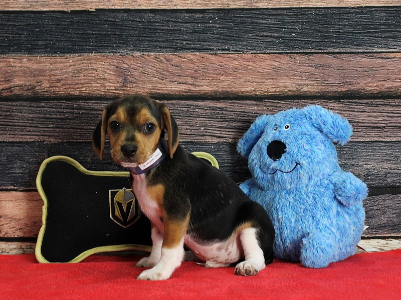Beagle Puppy Black Tan and White ID:25396 Located at Petland Las Vegas ...