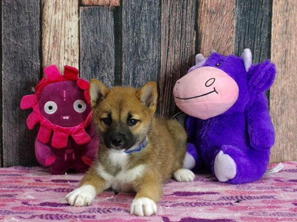 Shiba Inu-DOG-Female-Red Sable-3689798-Petland Las Vegas, Nevada