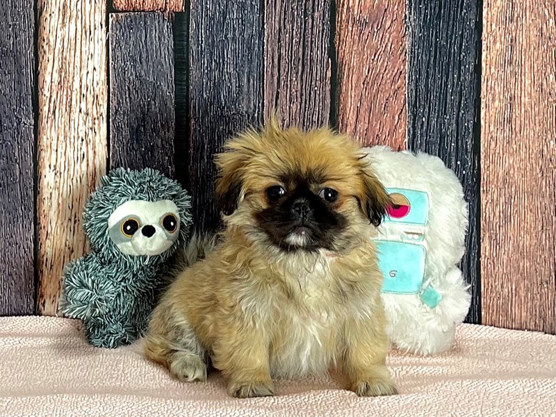 Pekingese Small Animal Fawn ID:25412 Located at Petland Las Vegas, Nevada