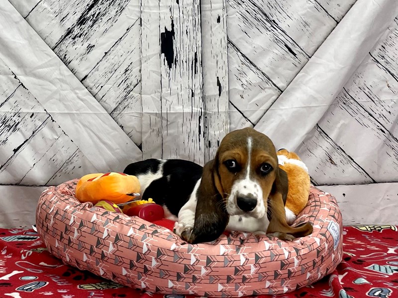 Basset Hound Small Animal Black Tan / White ID:25470 Located at Petland ...