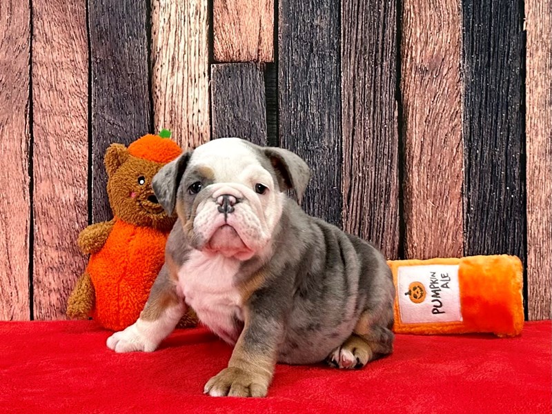 English Bulldog Small Animal Blue Merle ID:25527 Located at Petland Las ...