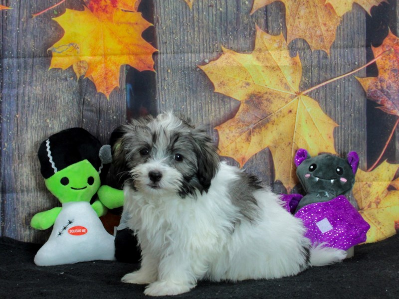 Havanese Small Animal Silver Sable ID:25566 Located at Petland Las ...