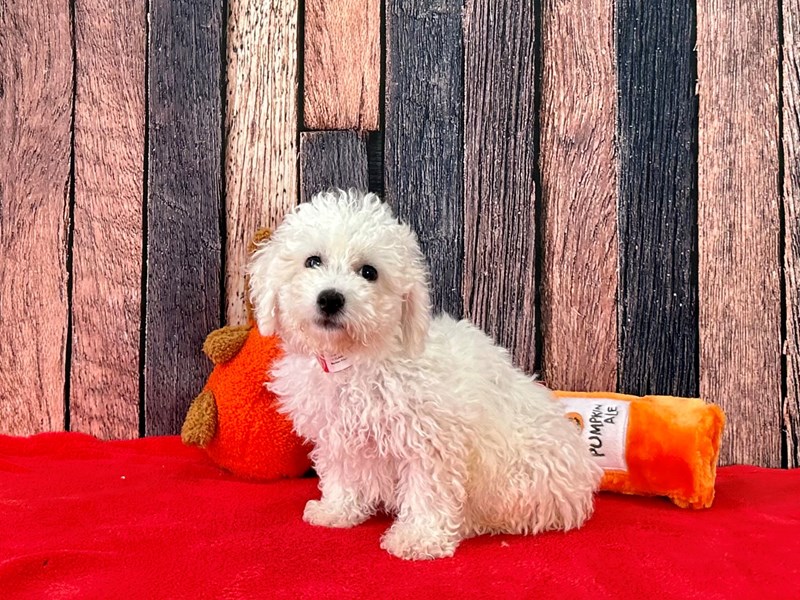 Bichon Frise Small Animal White ID:25504 Located at Petland Las Vegas ...