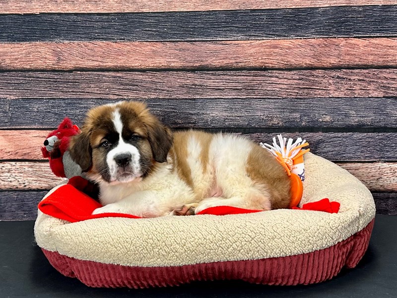 Saint Bernard Small Animal Mahogany / White ID:25691 Located at Petland ...