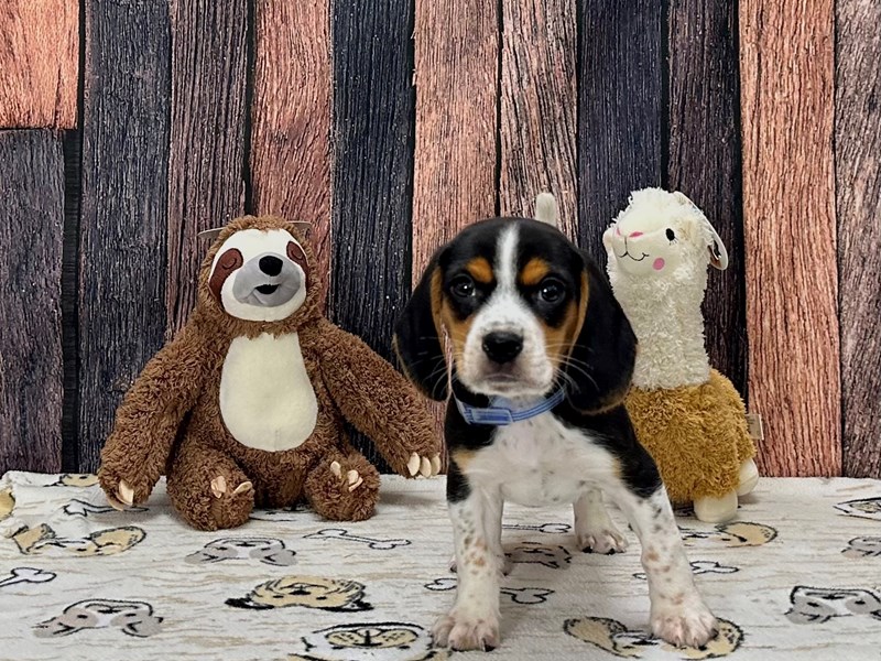 Beagle Small Animal Black Fawn and White ID:25794 Located at Petland ...