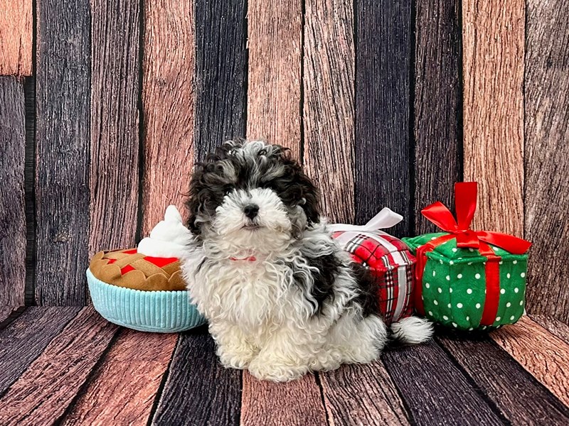 Havanese Small Animal Blue ID:25800 Located at Petland Las Vegas, Nevada