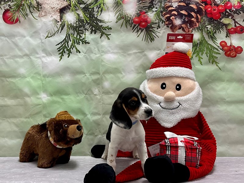 Beagle Small Animal Black Fawn and White ID:25831 Located at Petland ...