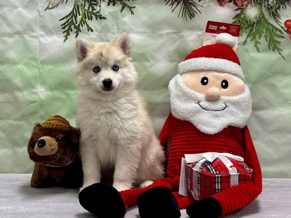 F2 Pomsky-DOG-Male-Blue-3780348-Petland Las Vegas, Nevada