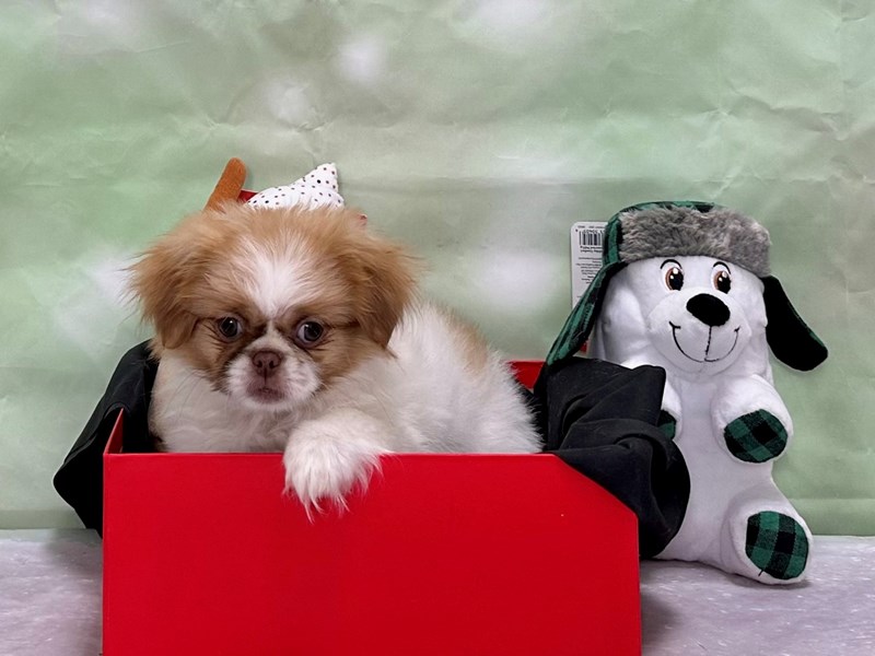 Pekingese Small Animal Chocolate Fawn ID:25898 Located at Petland Las ...