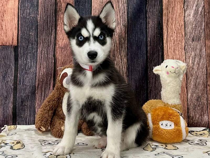 Siberian Husky Small Animal Black / White ID:25805 Located at Petland ...