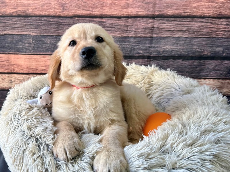 Golden Retriever Small Animal Light Golden ID:26139 Located at Petland ...