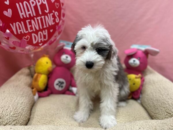 F2 Mini Sheepadoodle-Dog-Male-Black White / Tan-3991721-Petland Las ...