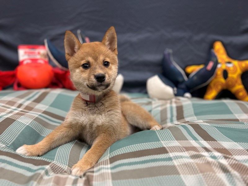 Shiba Inu Small Animal Red ID:26147 Located at Petland Las Vegas, Nevada