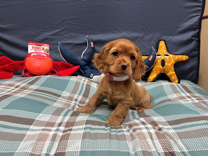 Cocker Spaniel Small Animal Buff ID:26136 Located at Petland Las Vegas ...