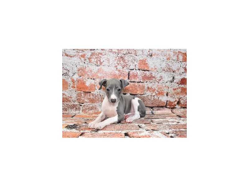 Italian Greyhound Small Animal Blue ID:26262 Located at Petland Las ...