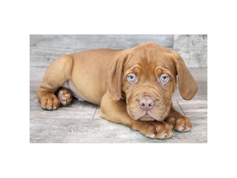 Dogue De Bordeaux Small Animal Red ID:26335 Located at Petland Las ...