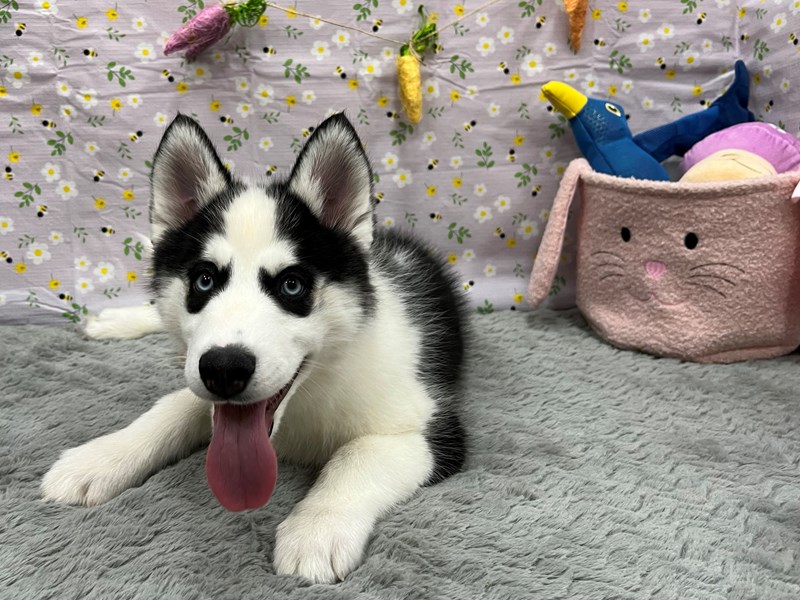 Siberian Husky Small Animal Black and White ID:26188 Located at Petland ...