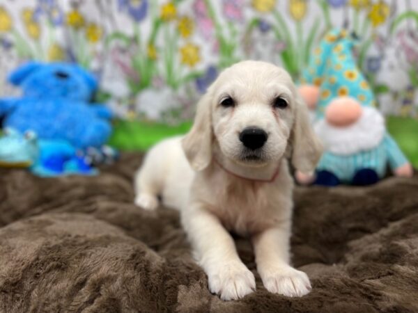 English Cream Golden Retriever-Dog-Female-Cream-4014148-Petland Las ...