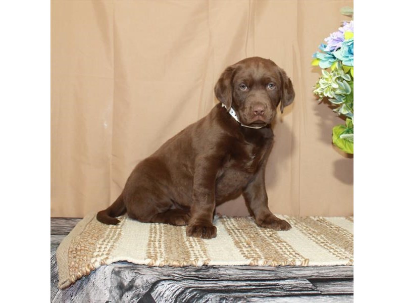 Labrador Retriever Small Animal Chocolate ID:26371 Located at Petland ...