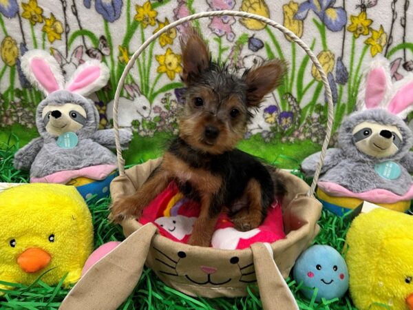 Silky Terrier-Dog-Male-Silver Black and Tan-4081110-Petland Las Vegas ...