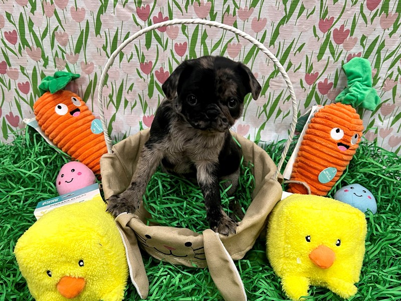 Pug Small Animal Blue Roan ID:26386 Located at Petland Las Vegas, Nevada