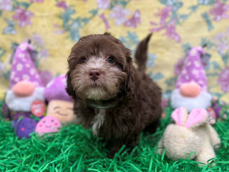 F1B Mini Labradoodle Puppy Blue Merle / Tan ID:24752 Located at Petland ...