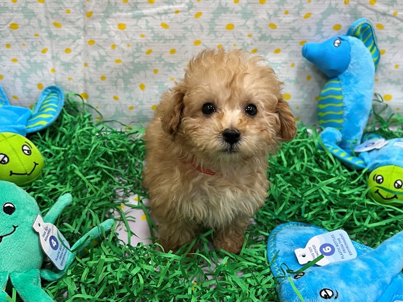 F1b Cavapoo-Dog-Female-Apricot-3770200-Petland Las Vegas, Nevada